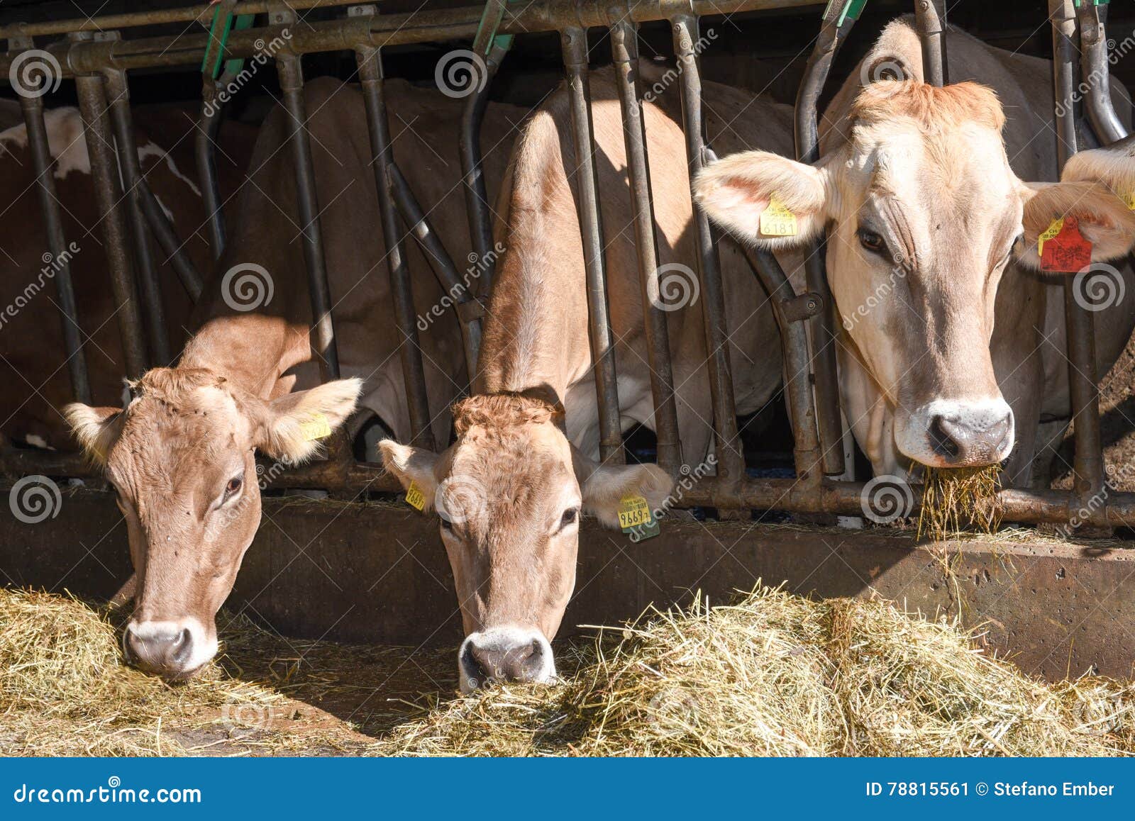 Brown Swiss Cows Feeding at a Farm Editorial Photo - Image of beef ...