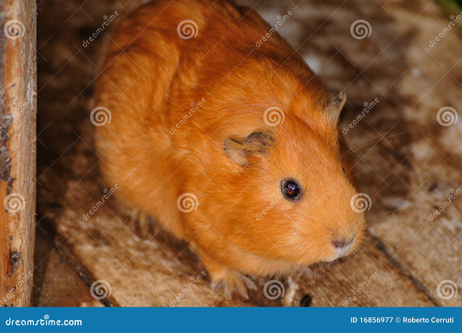 Syrian Hamster Stock Photography | CartoonDealer.com #12077936
