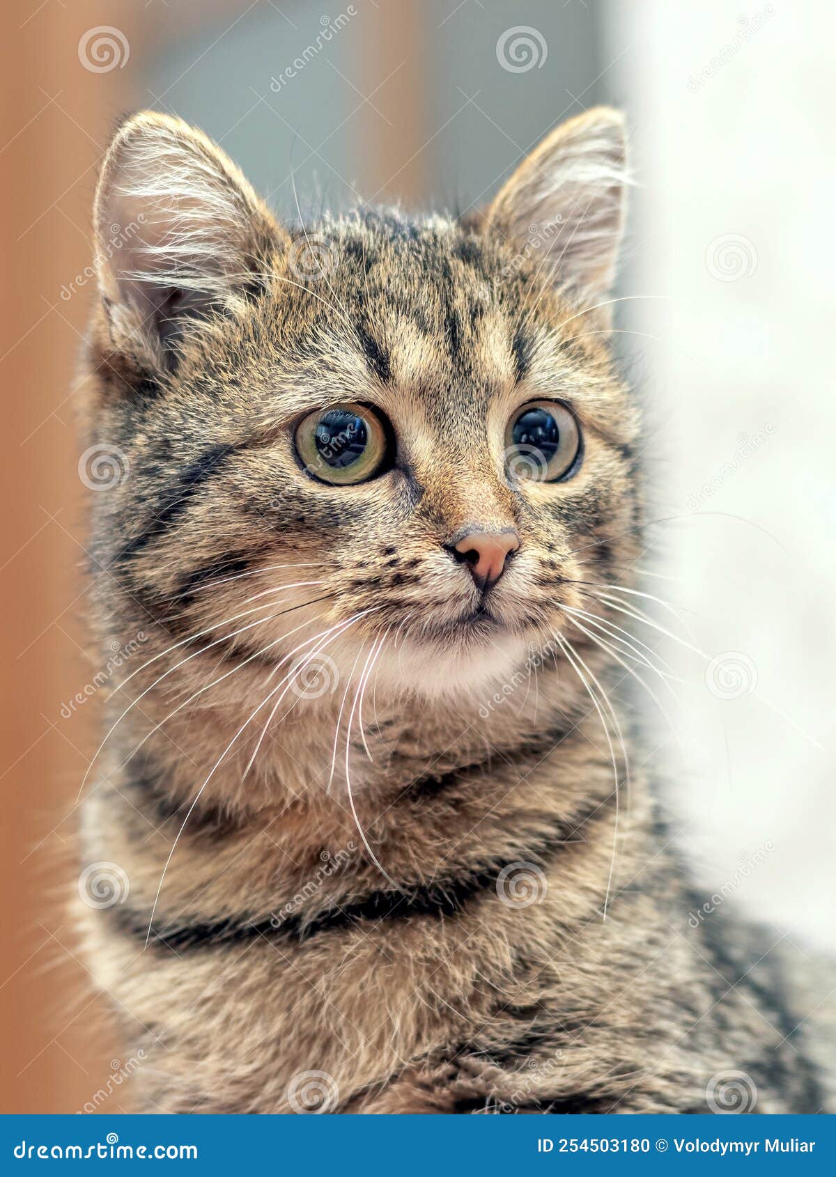 Brown Tabby Cat with an Attentive Look in the Room Close-up Stock Photo ...