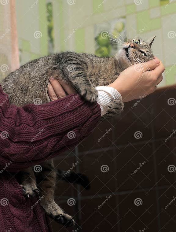 Tabby Cat with a Crazy Look Stock Photo - Image of grumpy, hair: 186101392
