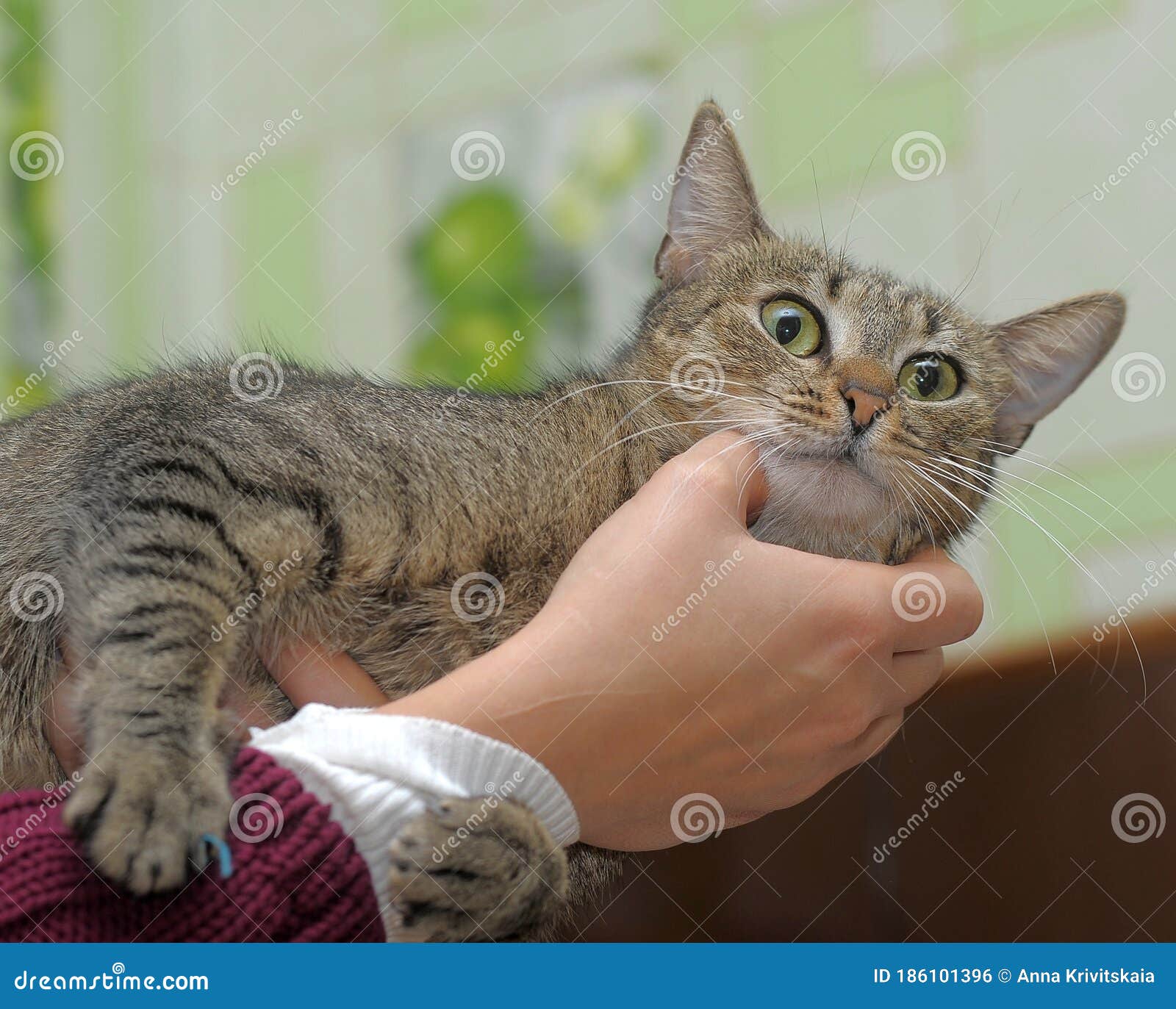 Tabby Cat with a Crazy Look Stock Photo - Image of head, looking: 186101396