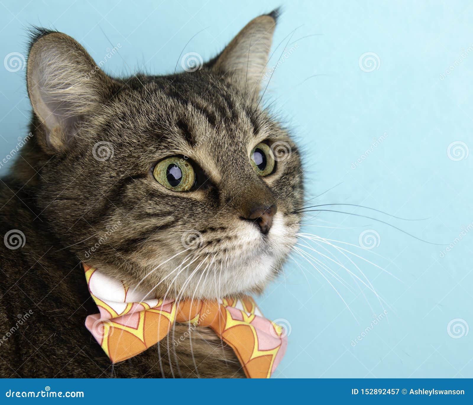 Brown Tabby Cat Portrait in Studio and Wearing a Bow Tie Stock Image ...