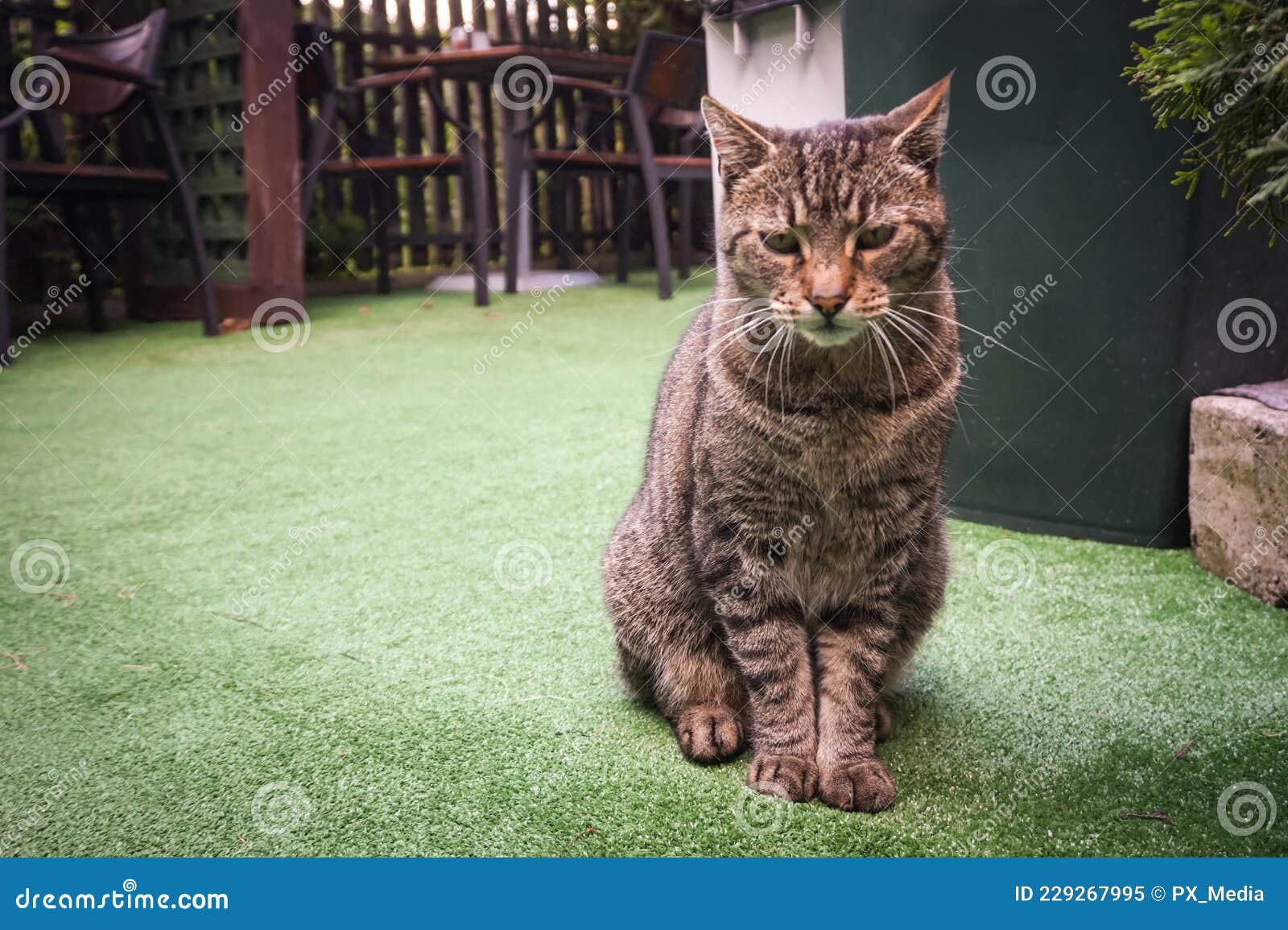 Brown, Tabby Cat Sitting on a Ground Stock Image - Image of adorable ...