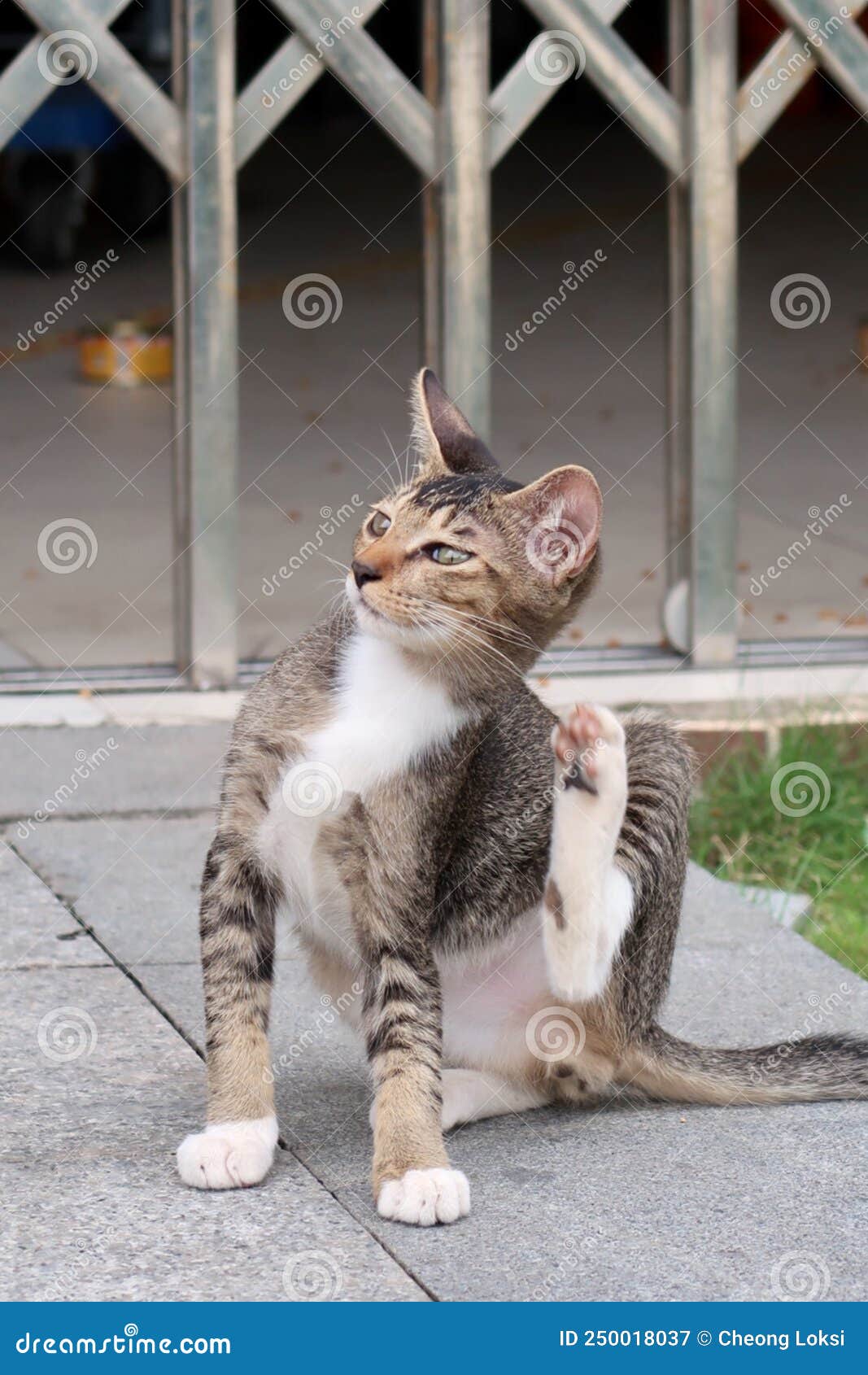 Brown Tabby Cat is Sitting and Scratching Stock Image - Image of ...