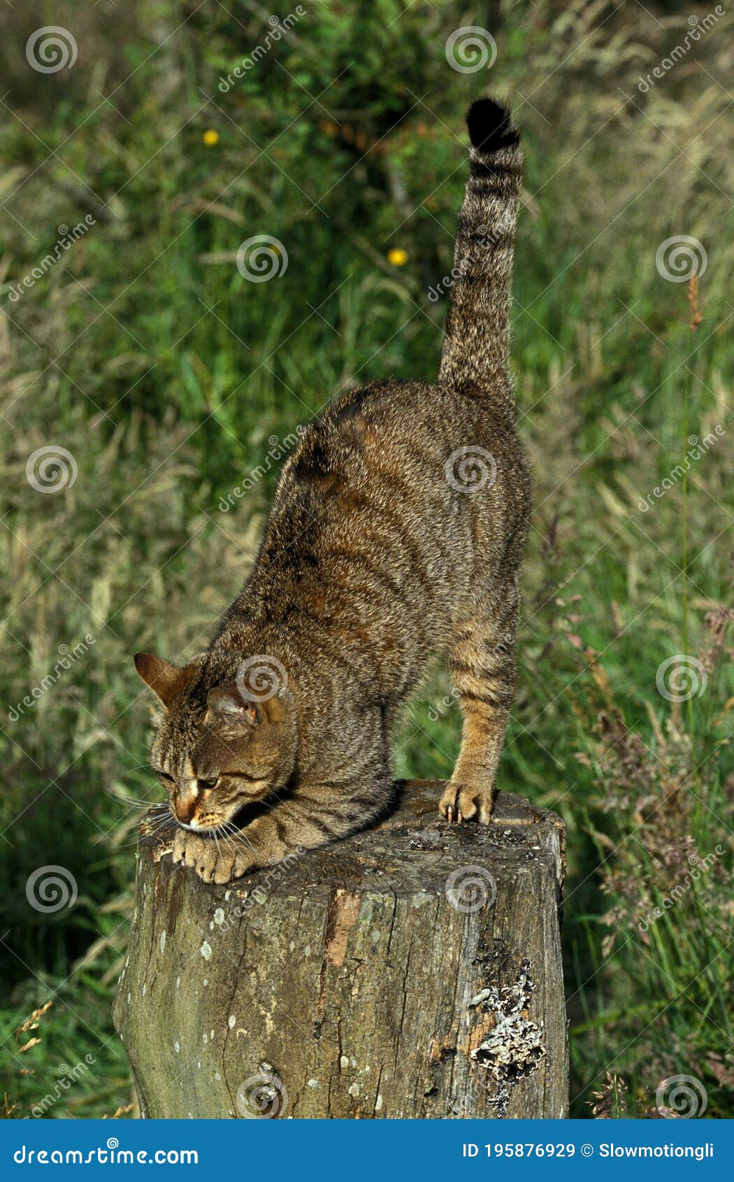 Brown Tabby Domestic Cat Sharpening Its Claws on Tree Stump Stock Image ...