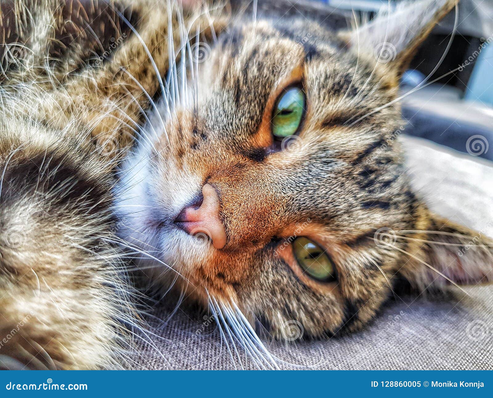 Brown tabby stock image. Image of tabby, green, tomcat - 128860005
