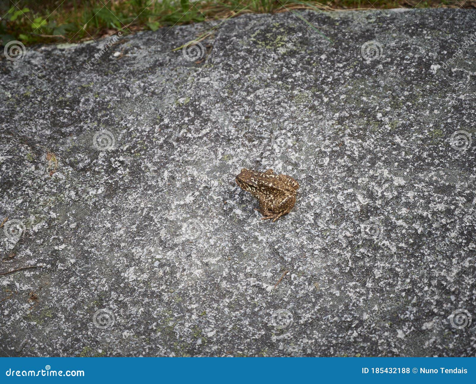 Small Toad Standing on the Stone Stock Photo - Image of standing ...
