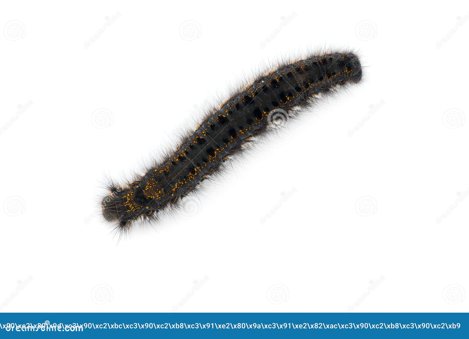 Brown Tail Moth Larvae Isolated on White Background Stock Image - Image ...