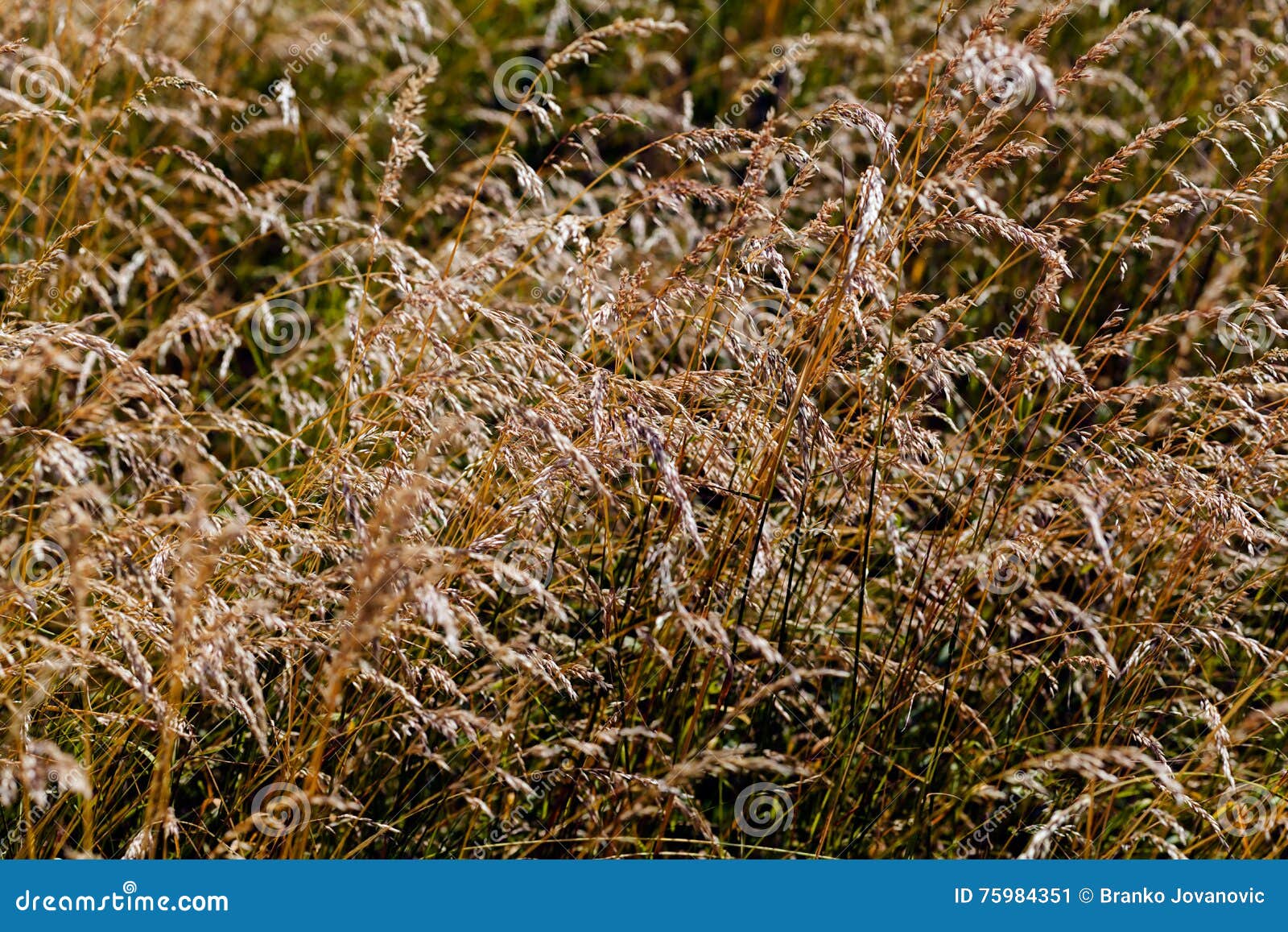 Brown Tall Grass in a Field Stock Image - Image of plant, outdoor: 75984351