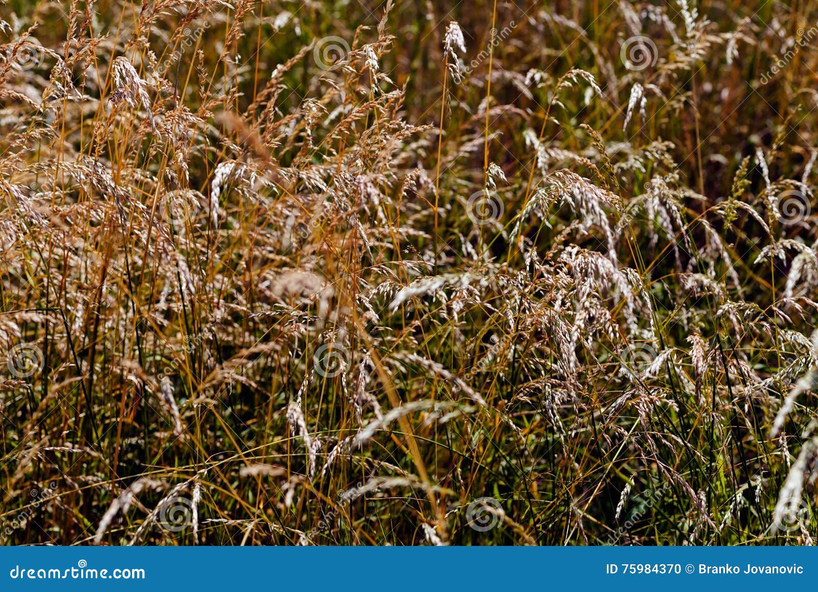 Brown Tall Grass in a Field Stock Photo - Image of farm, sunset: 75984370