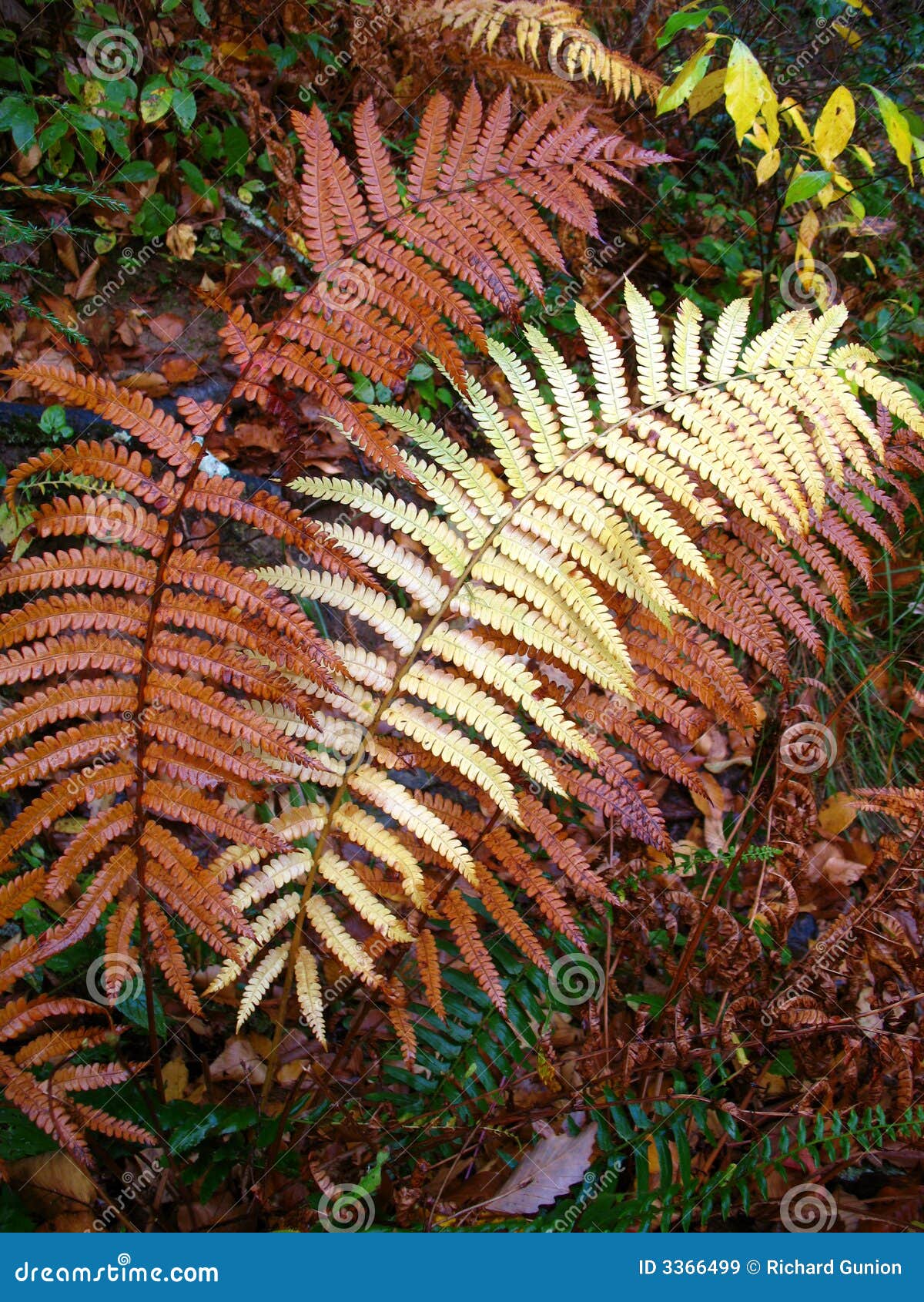 Brown and Tan Ferns stock image. Image of foliage, three - 3366499