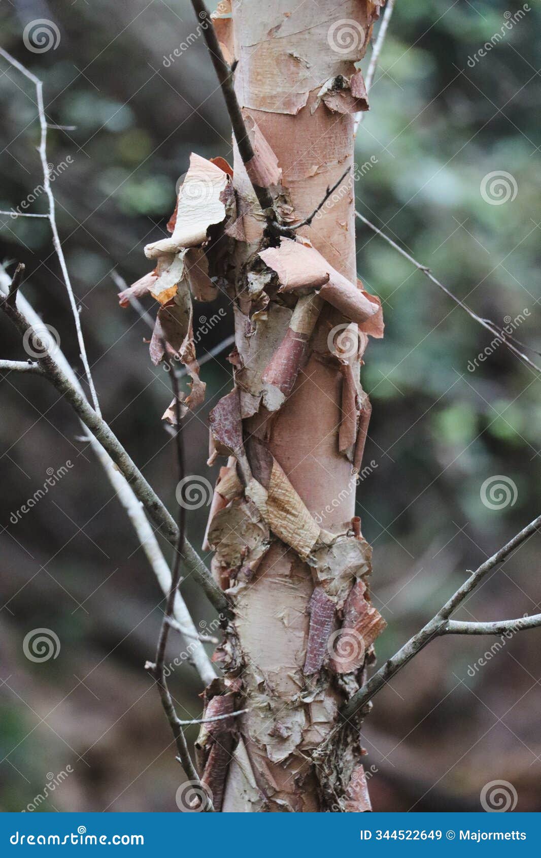 Bark Peeling Away From Rotting Tan Colored Wood Close Up Stock Image ...