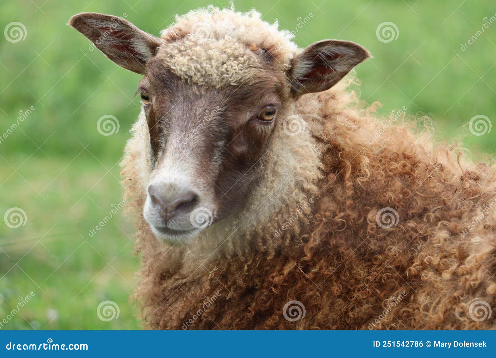 Brown and Tan Sheep & X28;ewe& X29; Looking into the Camera Stock Photo ...