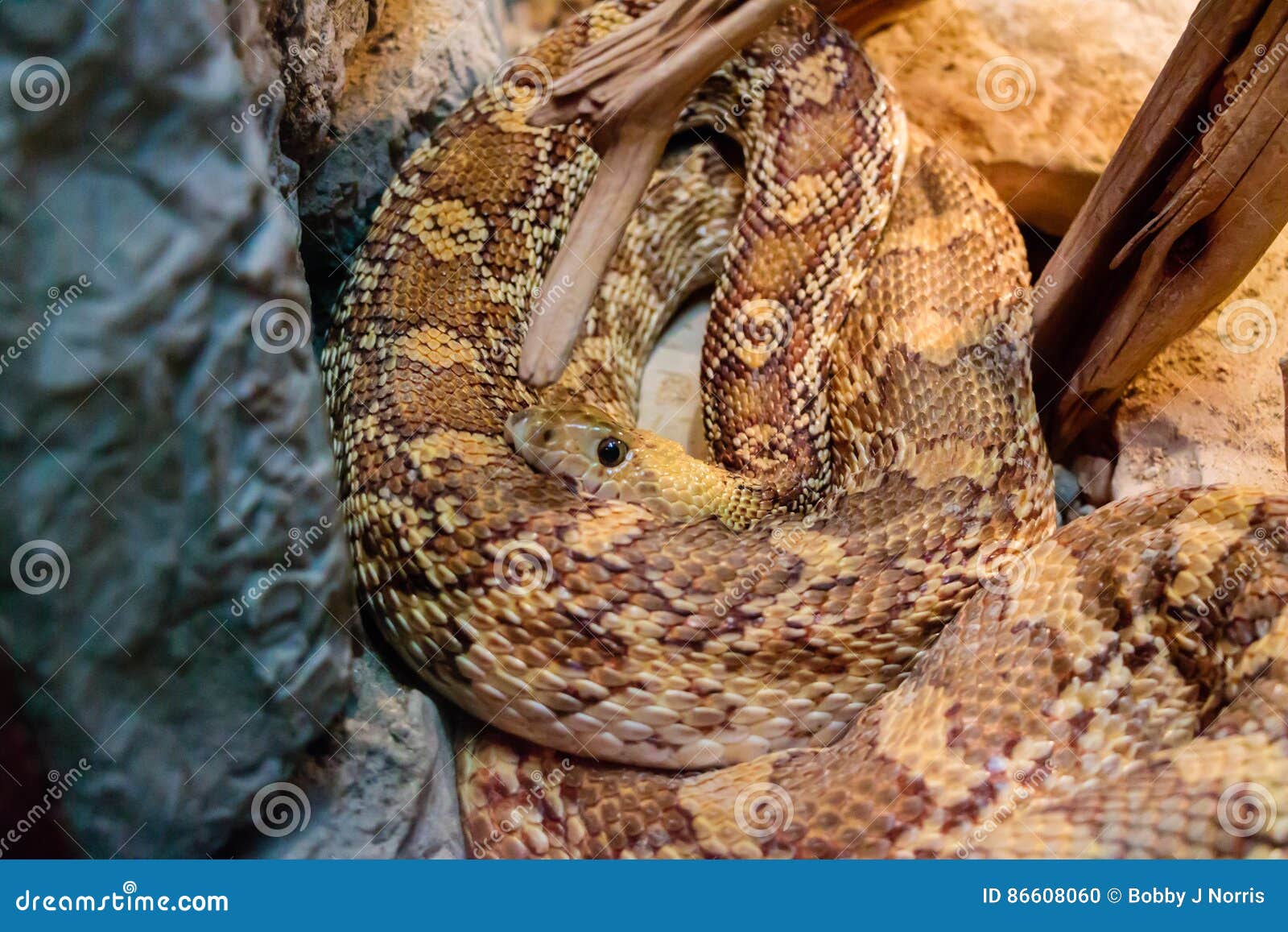 Brown and Tan Snake Coiled stock photo. Image of laying - 86608060