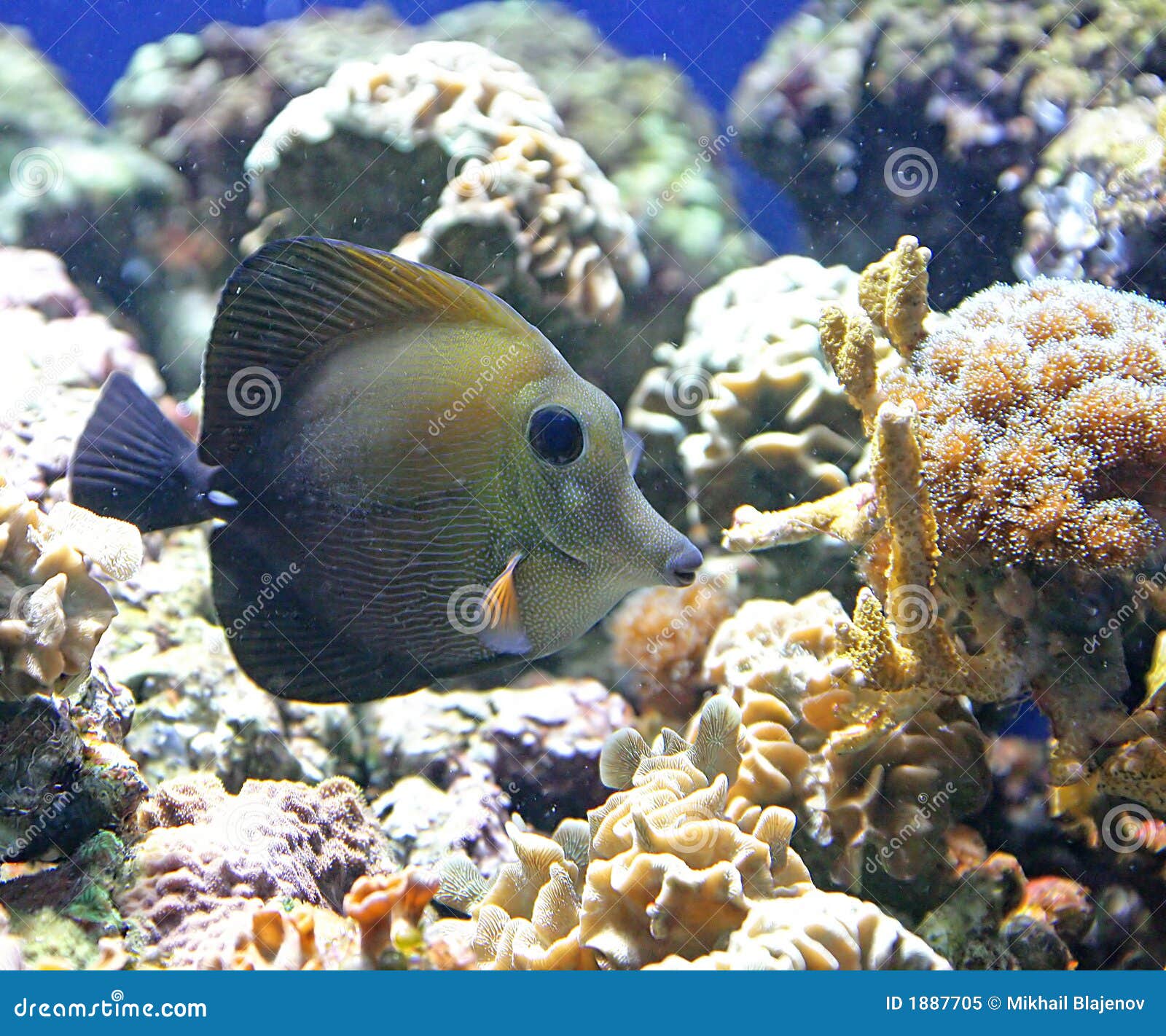 Brown Tang Fish 1 stock image. Image of cold, scales, poikilotherm ...