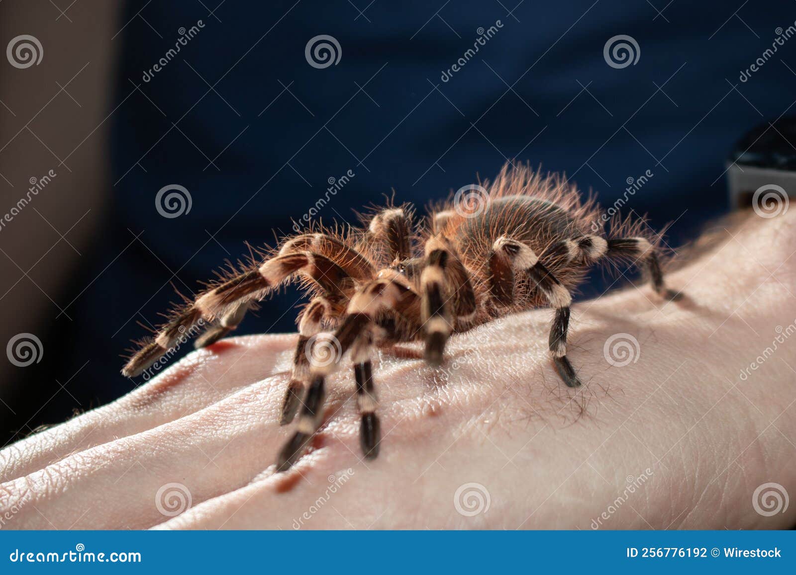 Brown Tarantula Spider on a Mans Hand Stock Photo - Image of detail ...