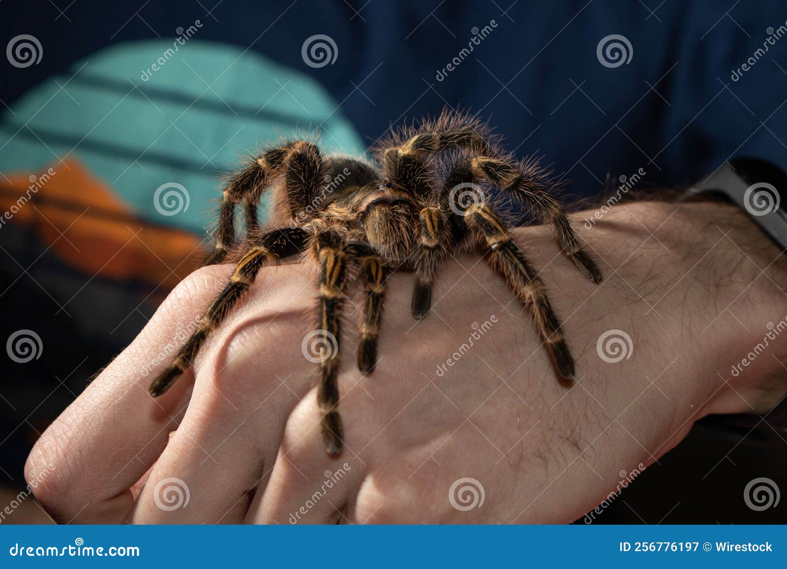 Brown Tarantula Spider on a Mans Hand Stock Image - Image of hairy ...
