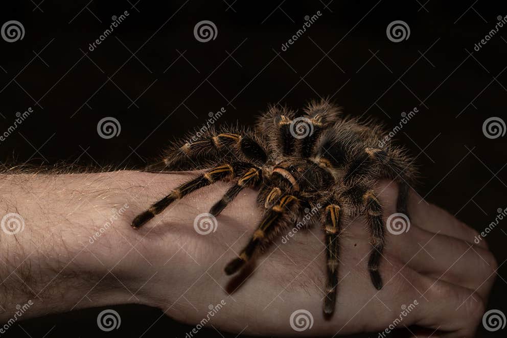 Brown Tarantula Spider on a Mans Hand Stock Image - Image of closeup ...