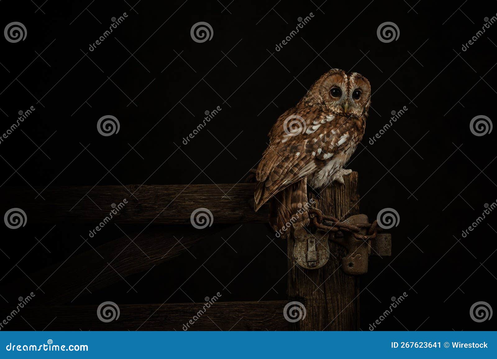 Brown Tawny Owl Perching on Fence Stock Image - Image of looking, fauna ...