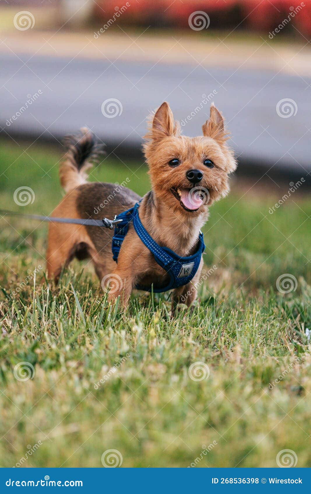 Brown Terrier Standing on Grassland Stock Photo - Image of breed, cute ...
