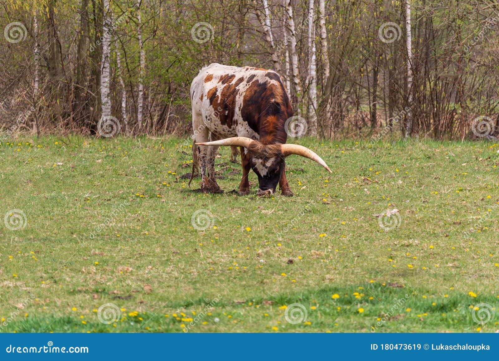 Brown Texas Longhorn Eating Grass on Meadow Stock Image - Image of ...