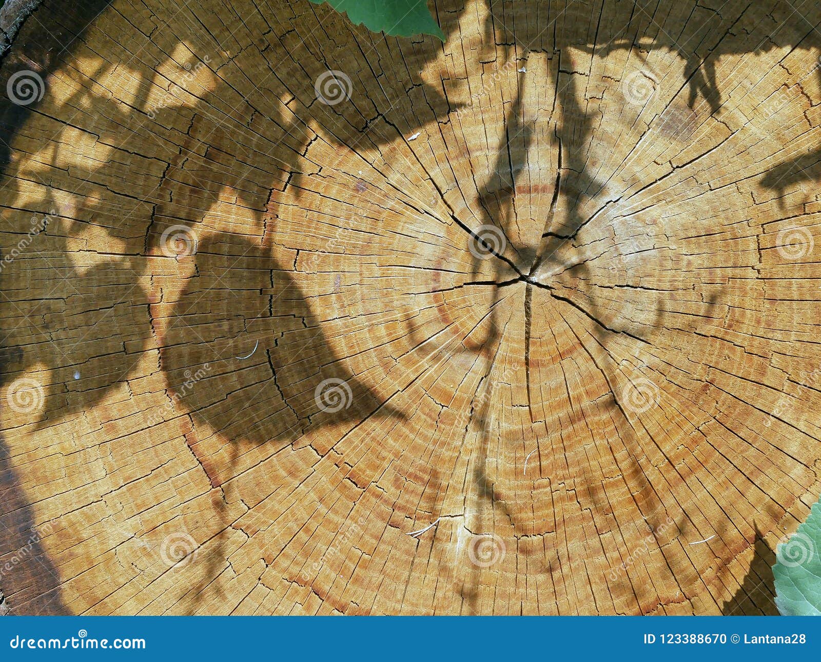 Brown Texture of a Cut of an Old Tree Stock Photo - Image of abstract ...