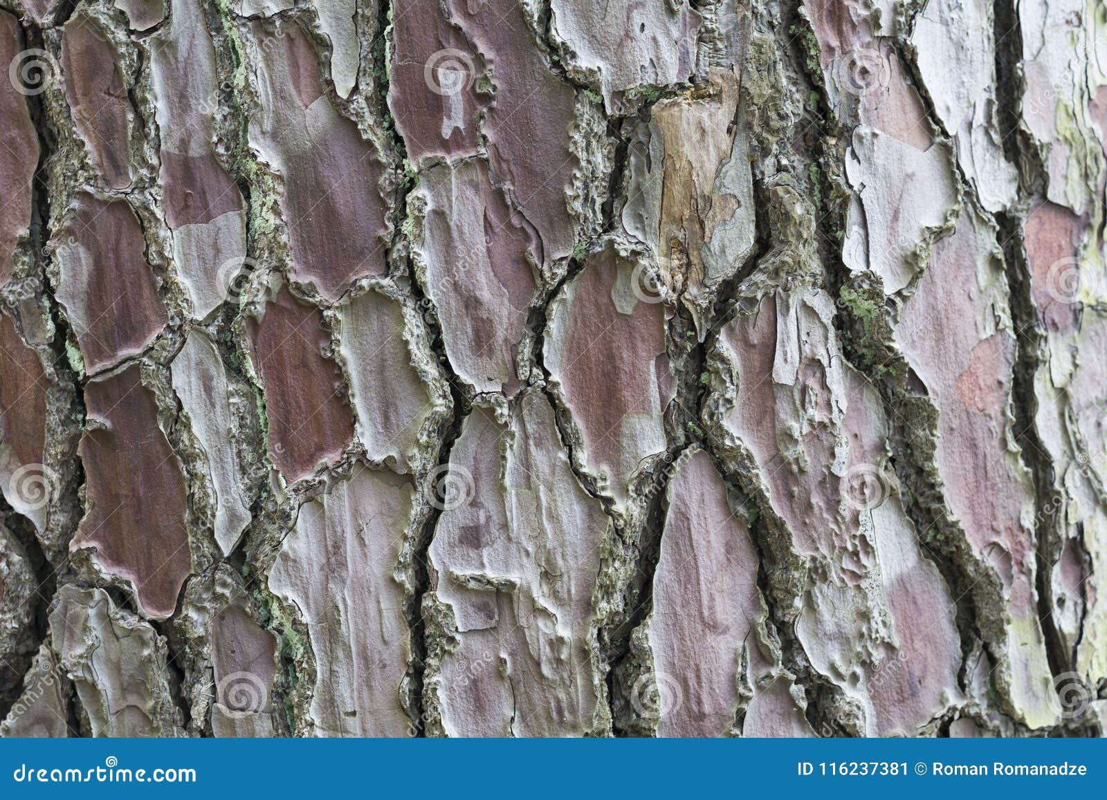 Brown Texture of Pine Bark with Interesting Pattern Stock Image - Image ...