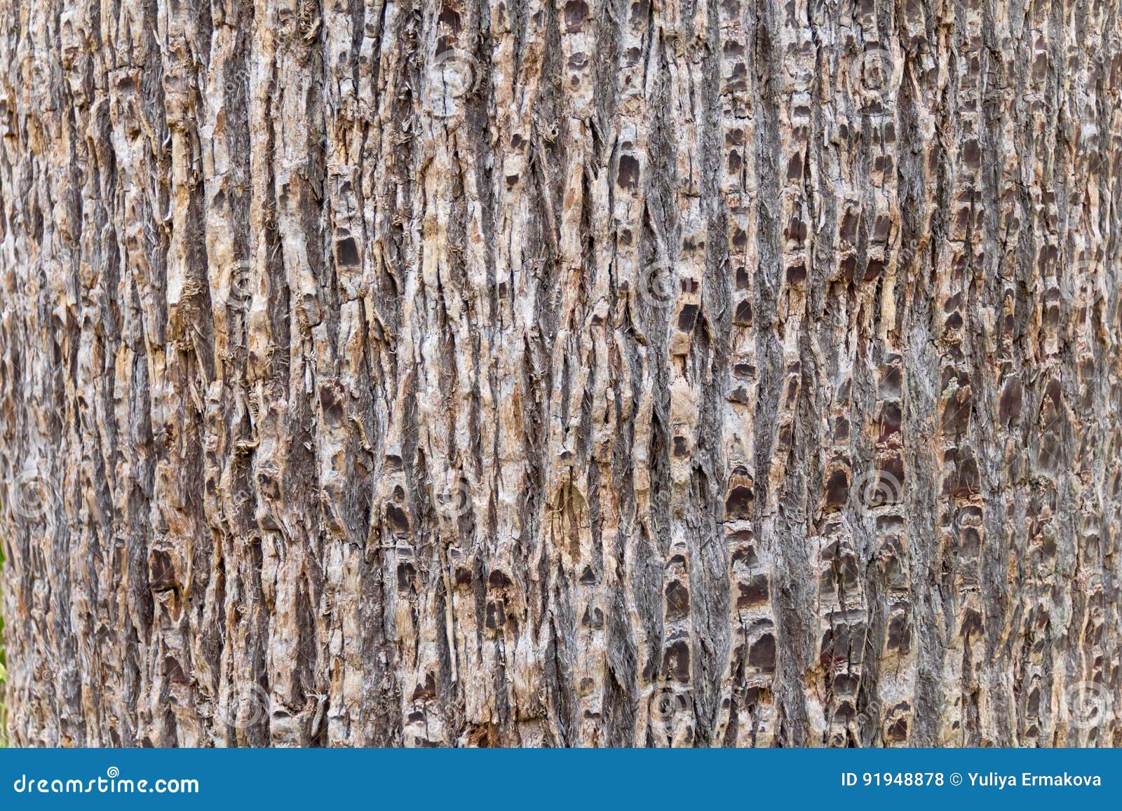 Brown texture stem tree stock photo. Image of wood, plant - 91948878