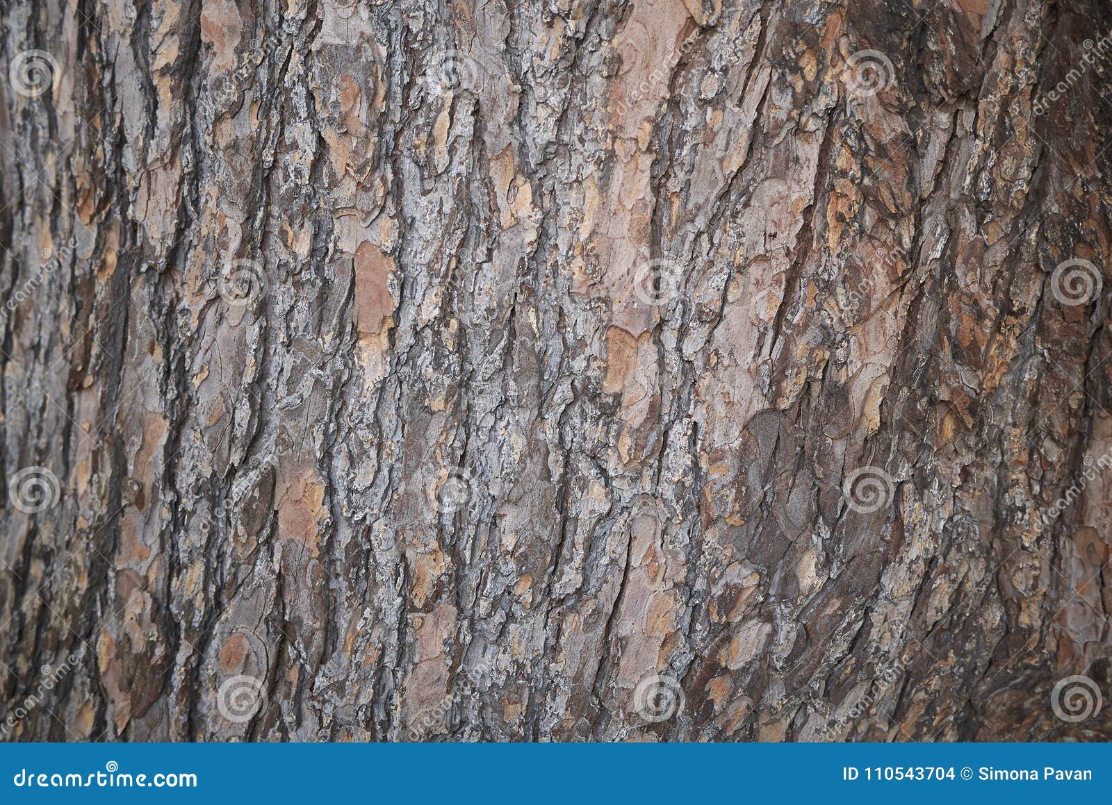 Cedrus deodara bark stock photo. Image of nature, botanical - 110543704