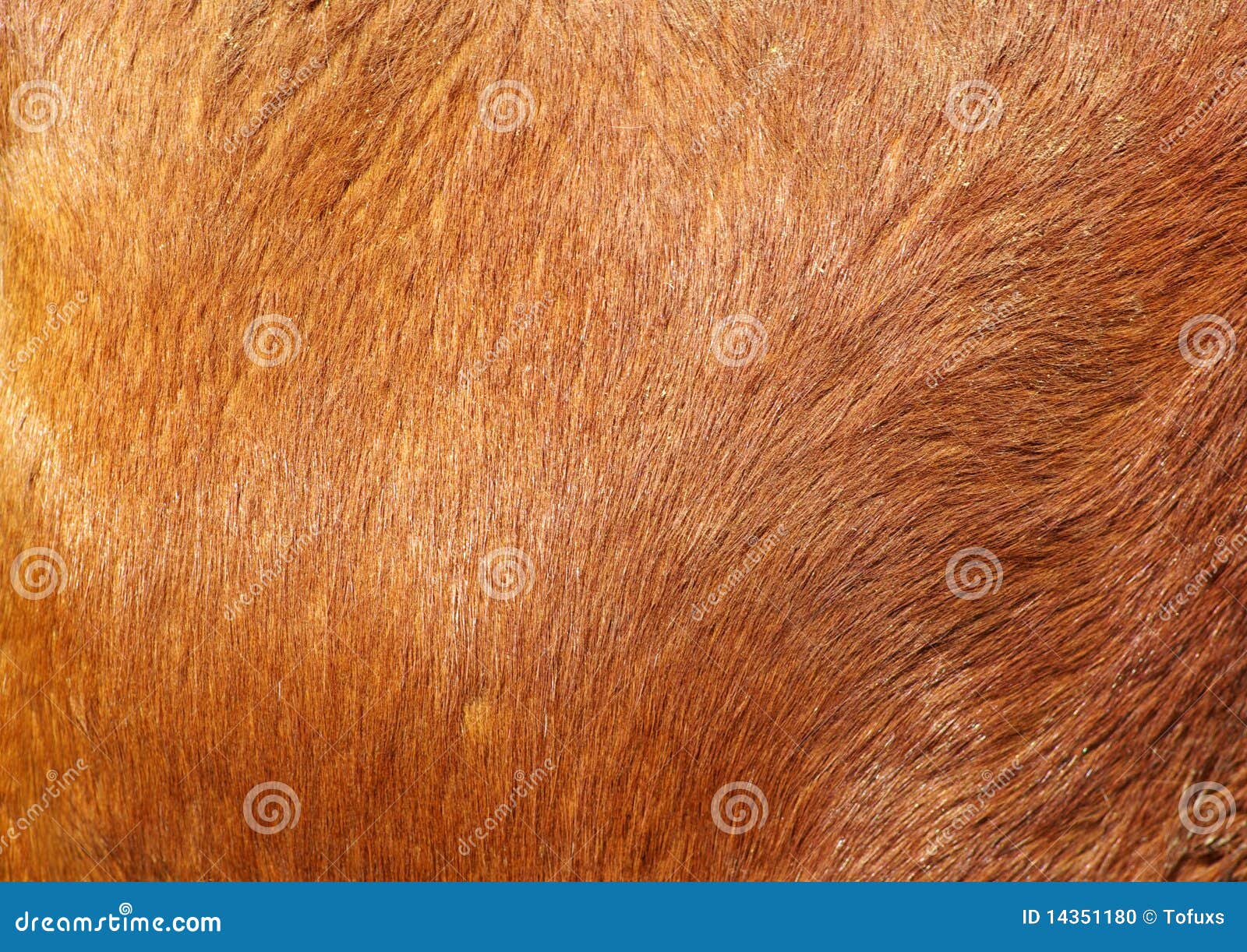 Brown textured cowhide stock photo. Image of livestock - 14351180