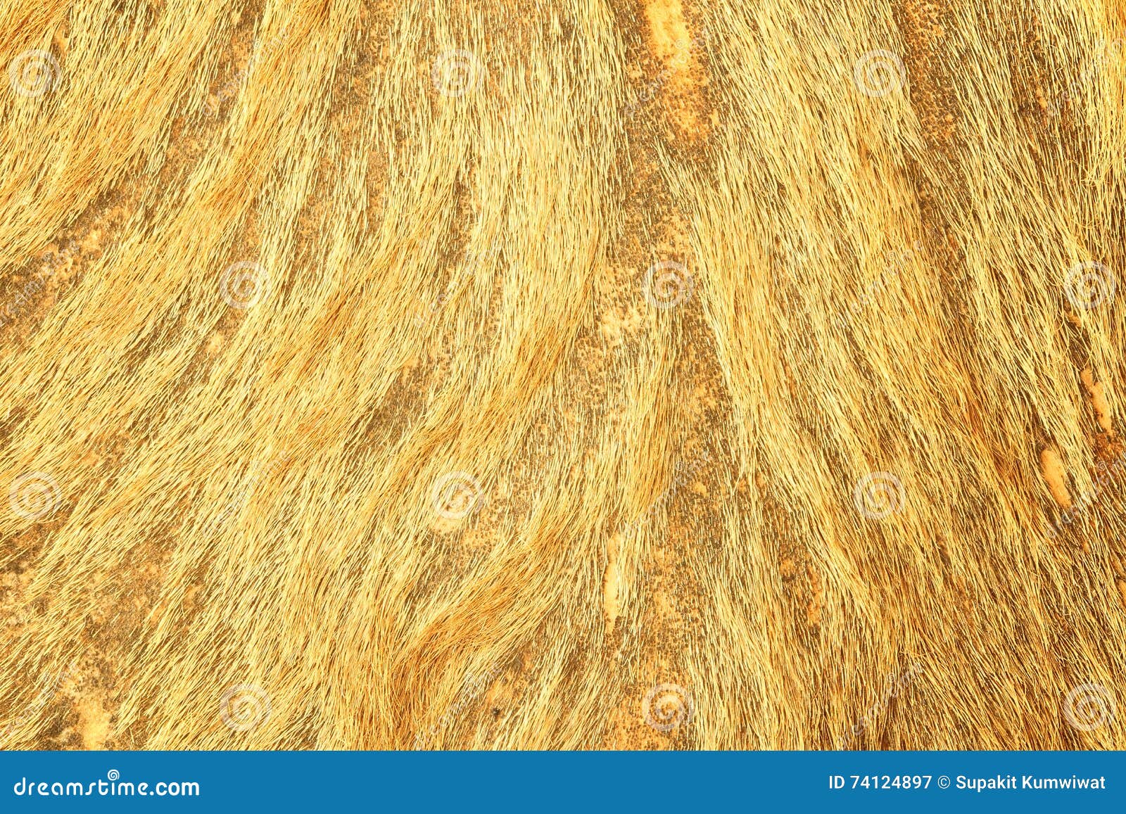 Brown textured cowhide stock image. Image of hair, fabric - 74124897