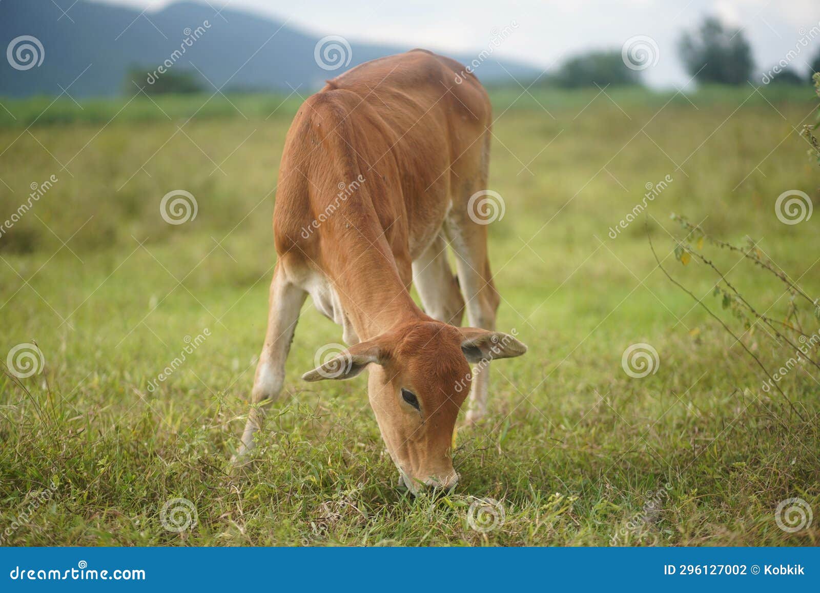 A Brown Thai Cow Standing on the Grass Field for Eating Grass Stock ...