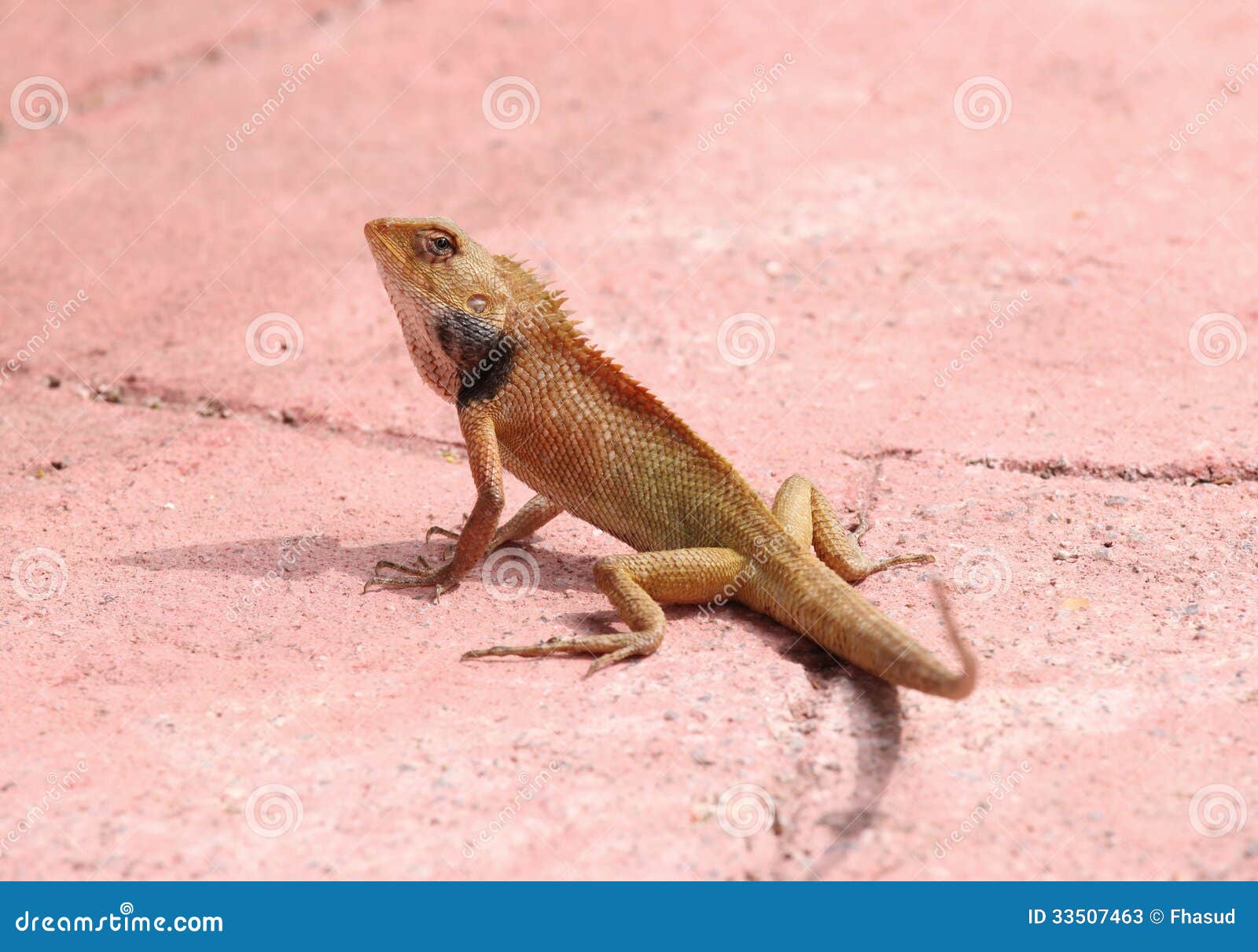 Brown thai lizard stock image. Image of species, view - 33507463