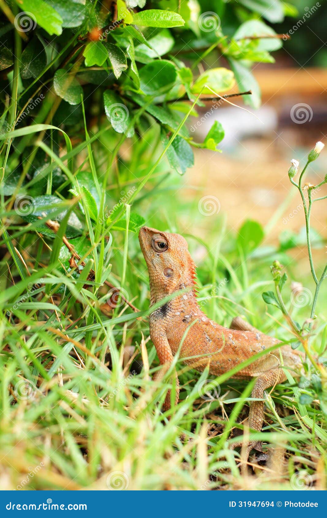 Brown thai lizard stock photo. Image of looks, details - 31947694
