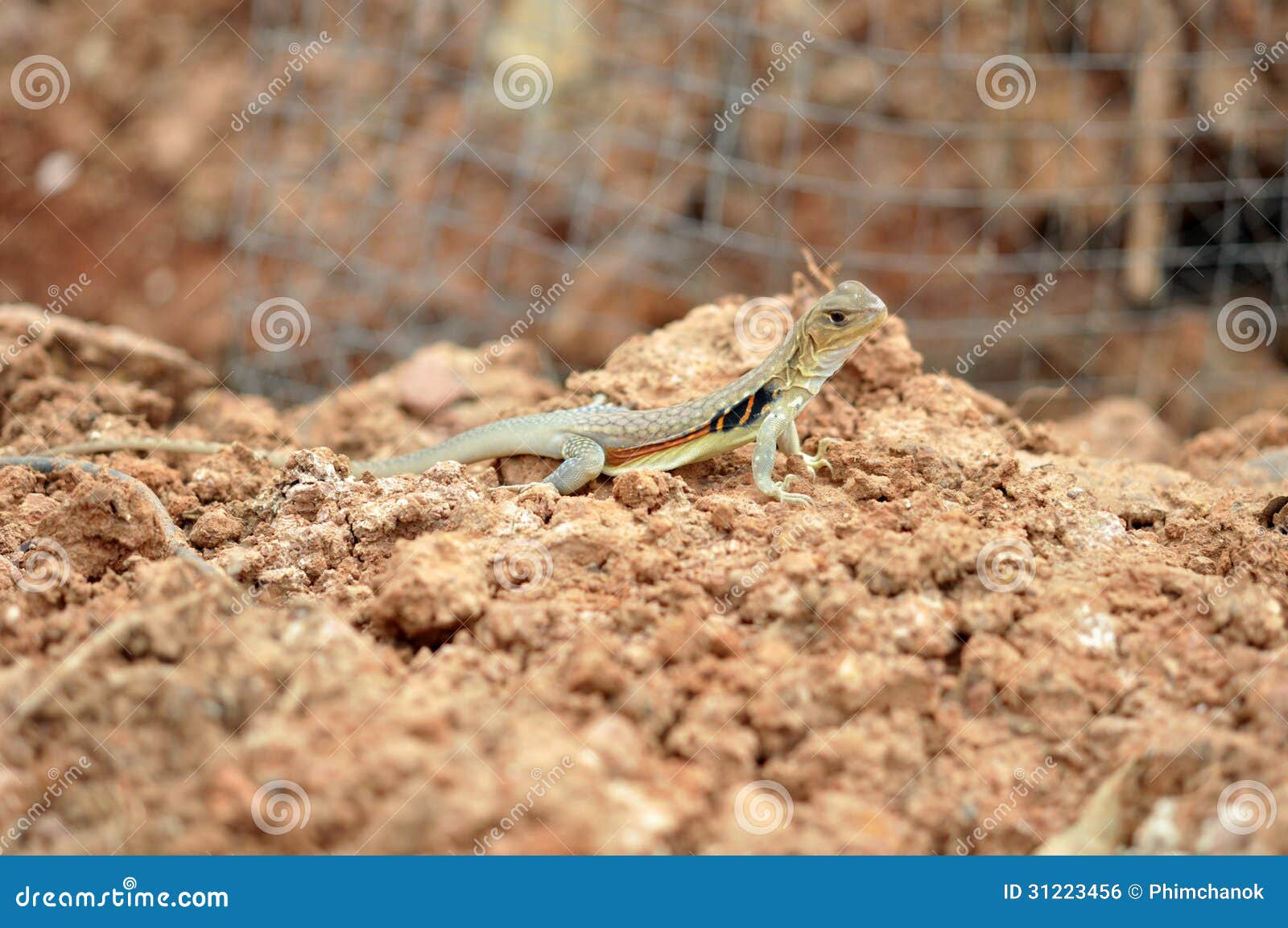 Brown thai lizard stock photo. Image of tree, looks, wildlife - 31223456
