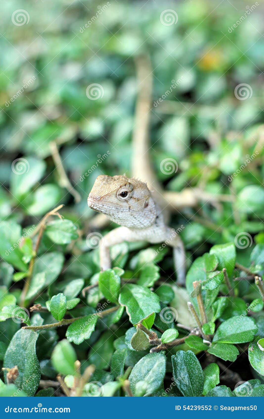 Brown thai lizard on tree stock photo. Image of crawler - 54239552