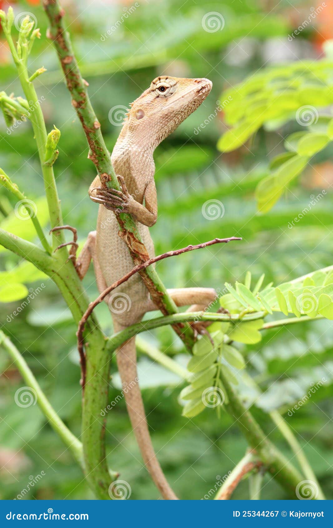 Brown Thai native lizard stock image. Image of closeup - 25344267
