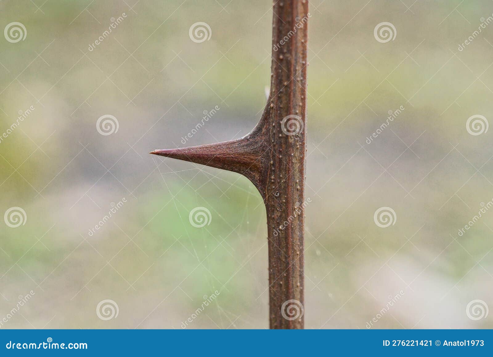 Brown Thin Branch of a Plant with One Sharp Thorn Stock Image - Image ...