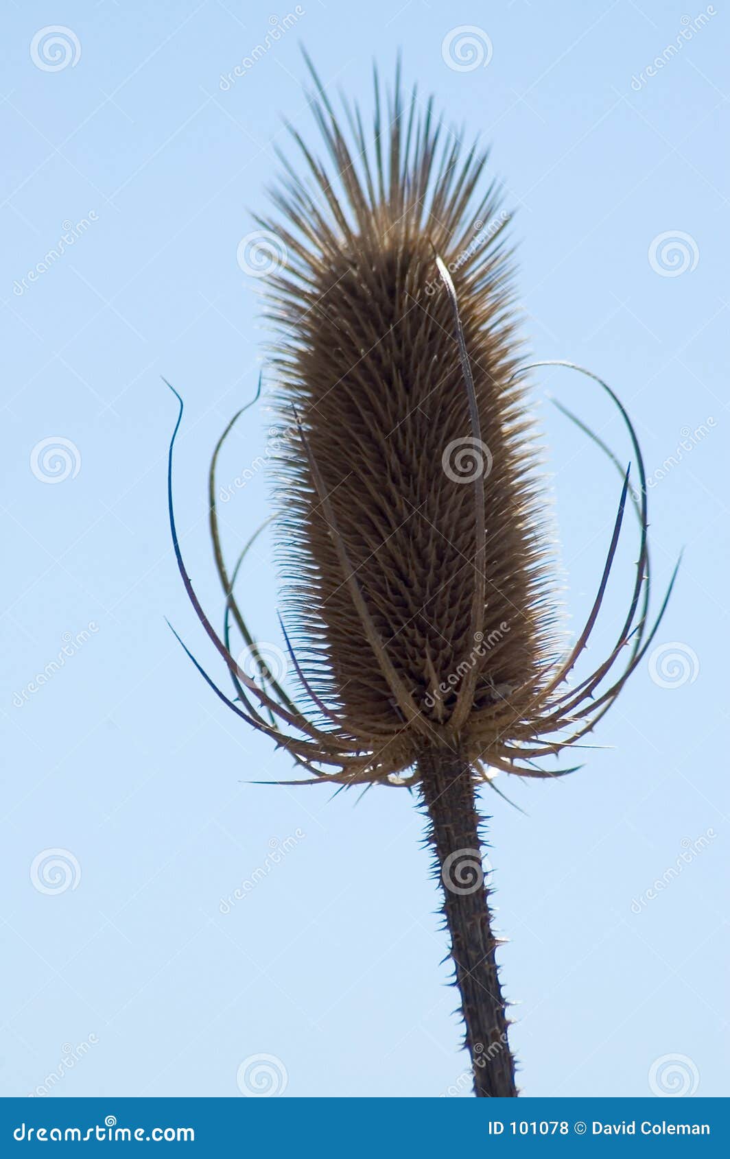 Brown Thistle stock photo. Image of stem, detail, brown - 101078