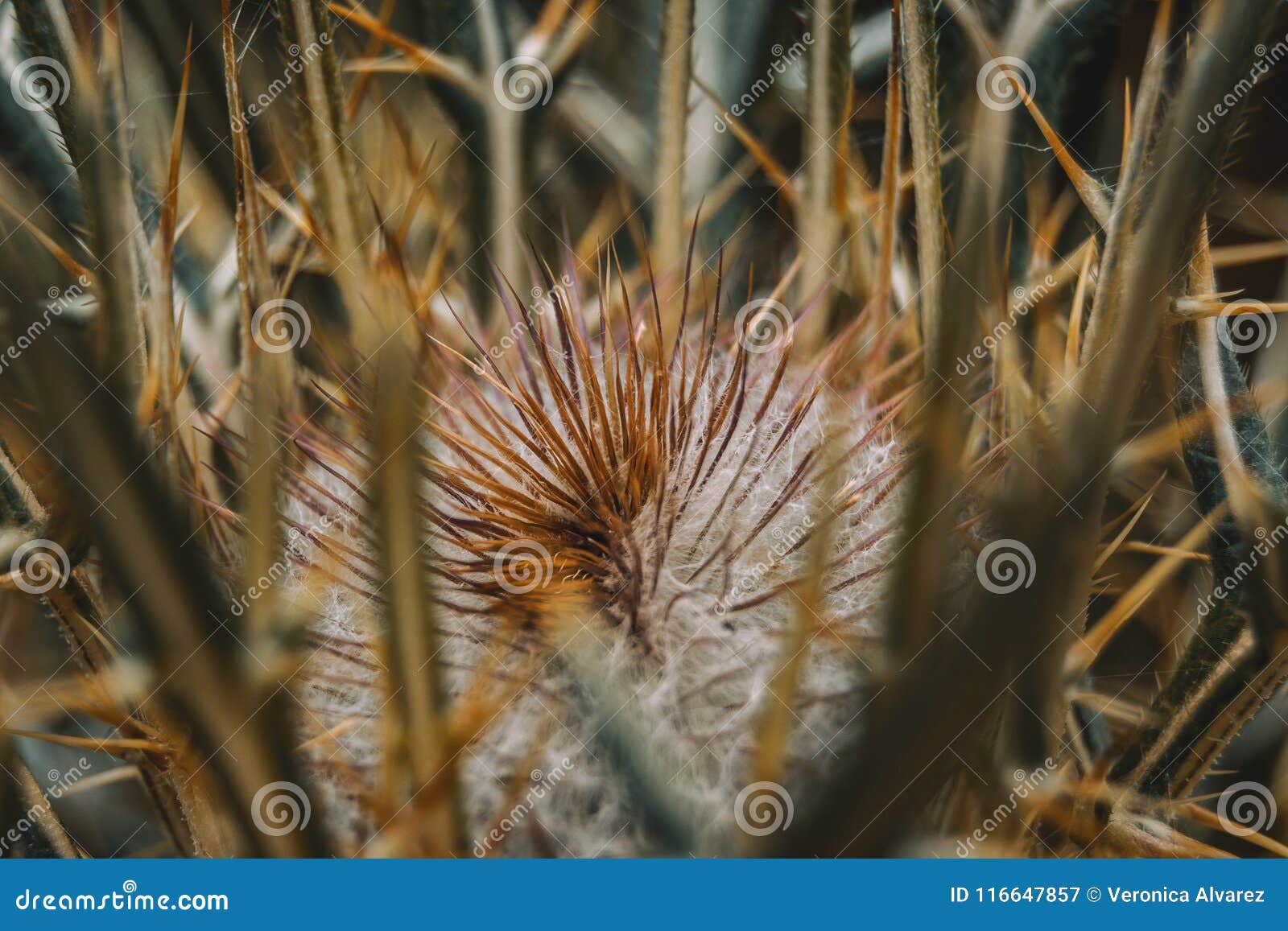Brown thistle in a field stock image. Image of color - 116647857