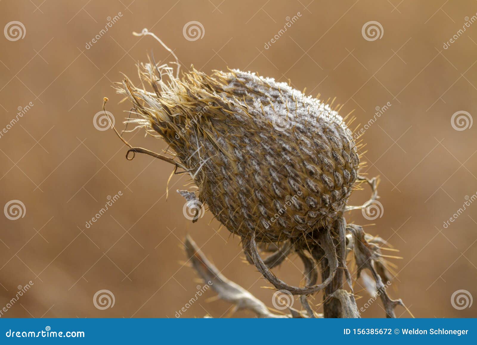 Brown thistle head closeup stock photo. Image of closeup - 156385672