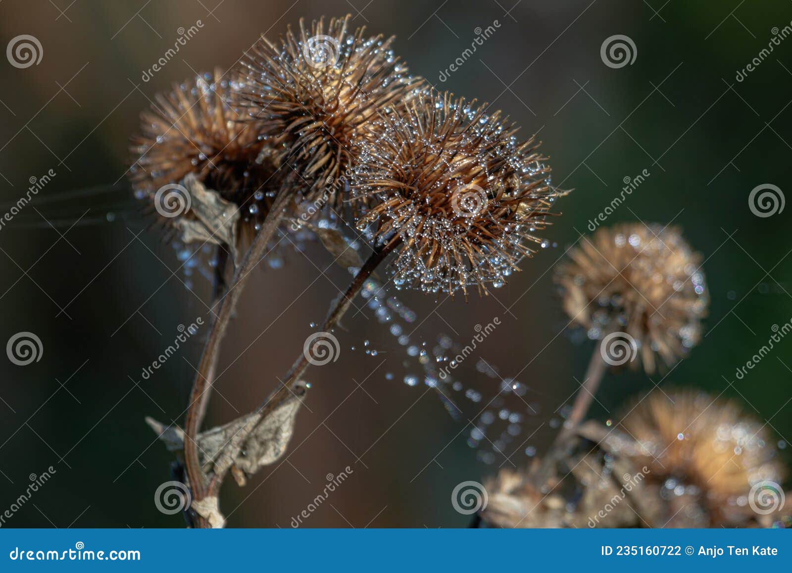 Brown thistle stock photo. Image of cobweb, plant, botany - 235160722
