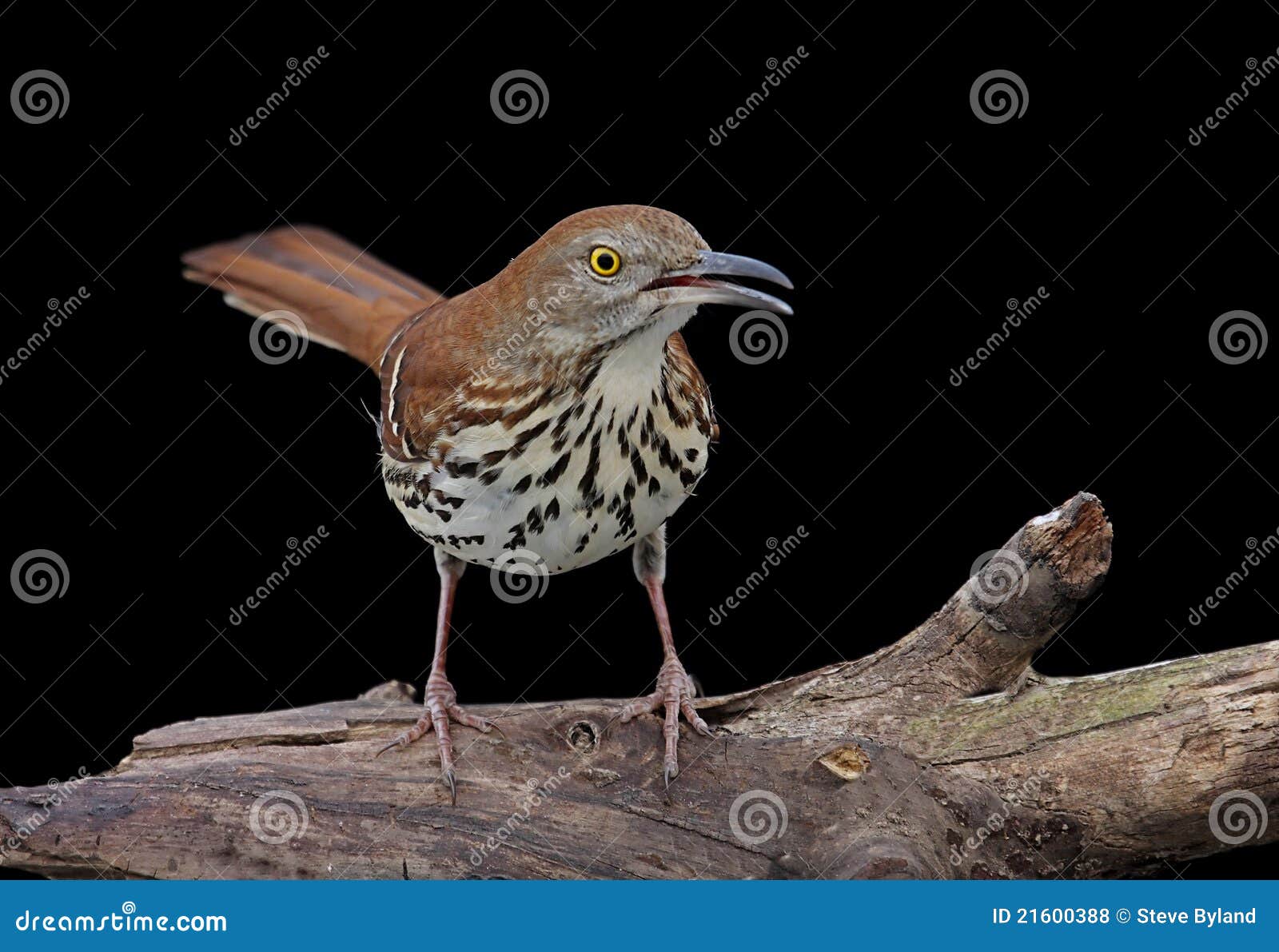 Brown Thrasher On A Branch Stock Photo | CartoonDealer.com #40045224