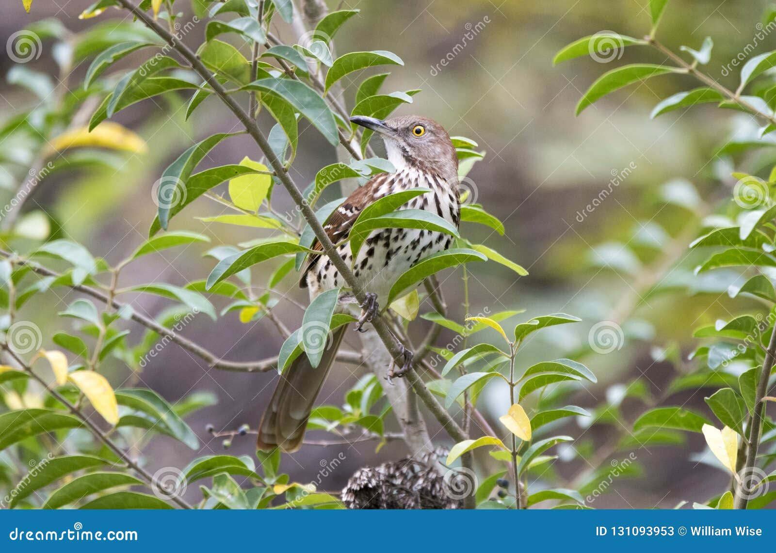 Brown Thrasher Georgia State Bird Imagen de archivo - Imagen de pantano ...