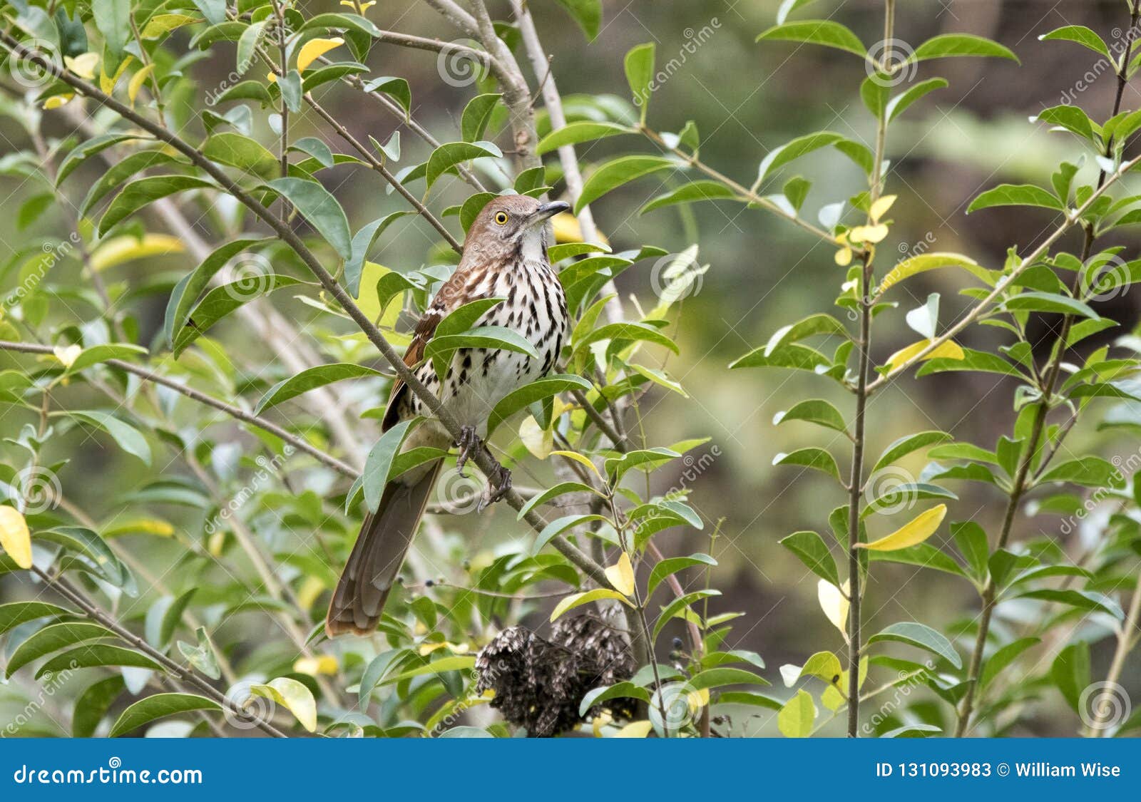 Brown Thrasher Georgia State Bird Imagen de archivo - Imagen de habitat ...