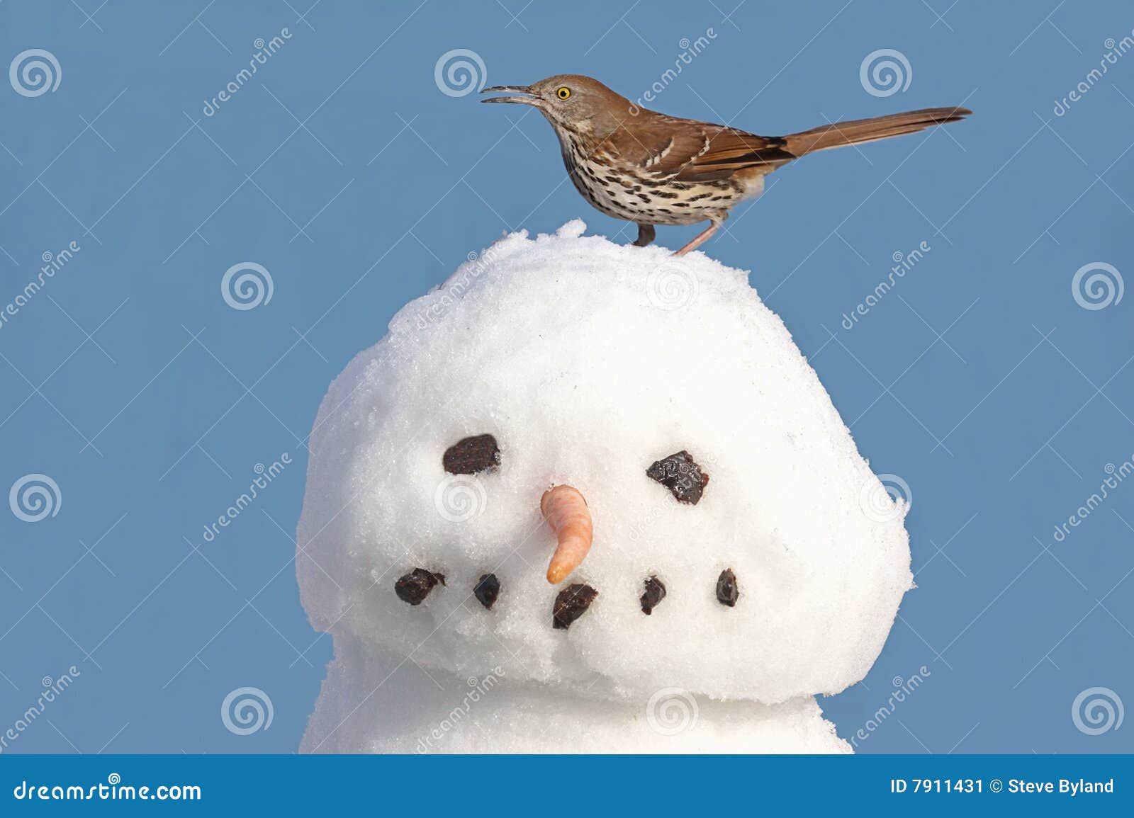 Brown Thrasher on a Snowman Stock Image - Image of thrasher, fauna: 7911431