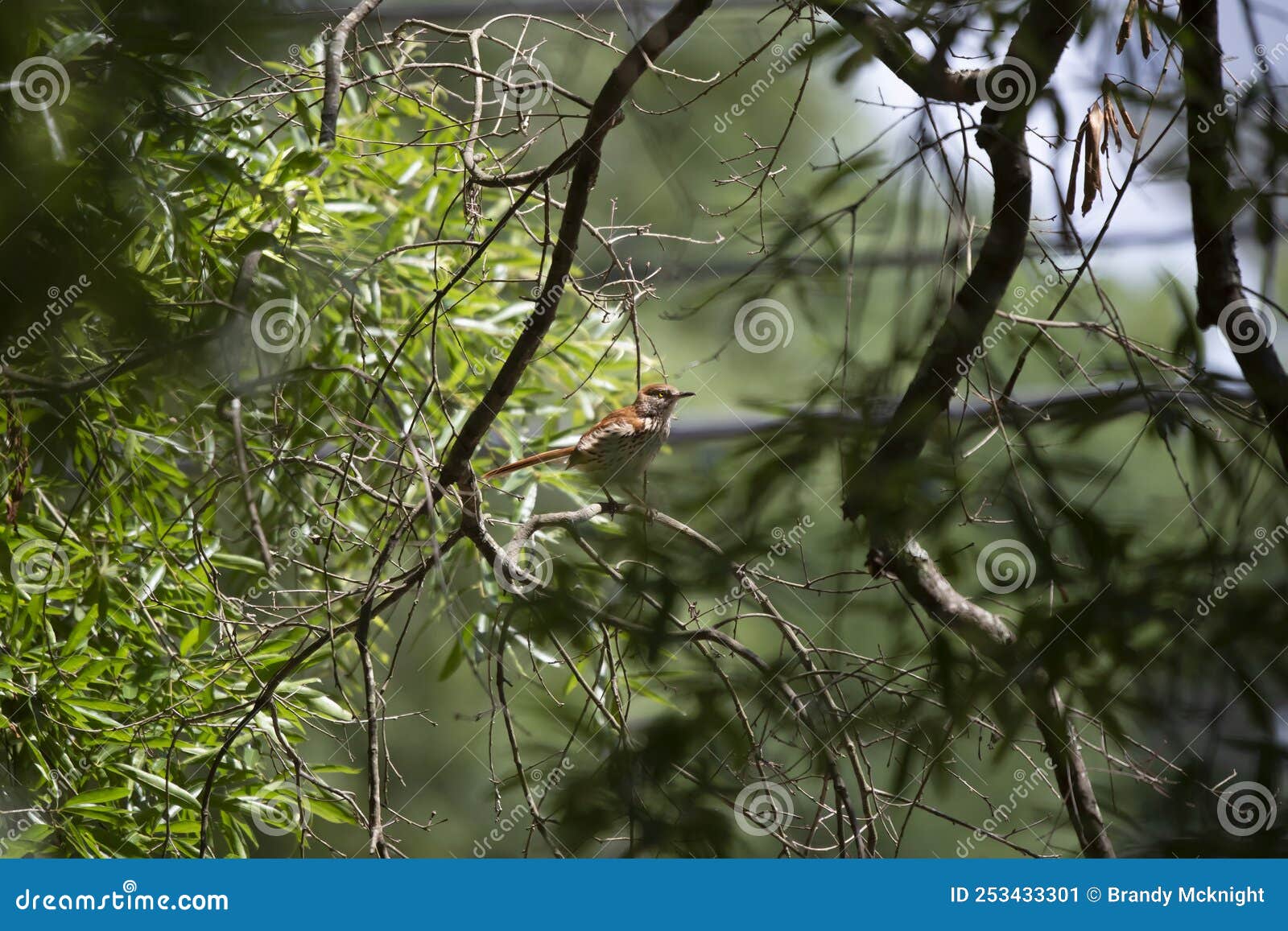 Brown Thrasher on a Tree Limb Stock Image - Image of alive, fauna ...