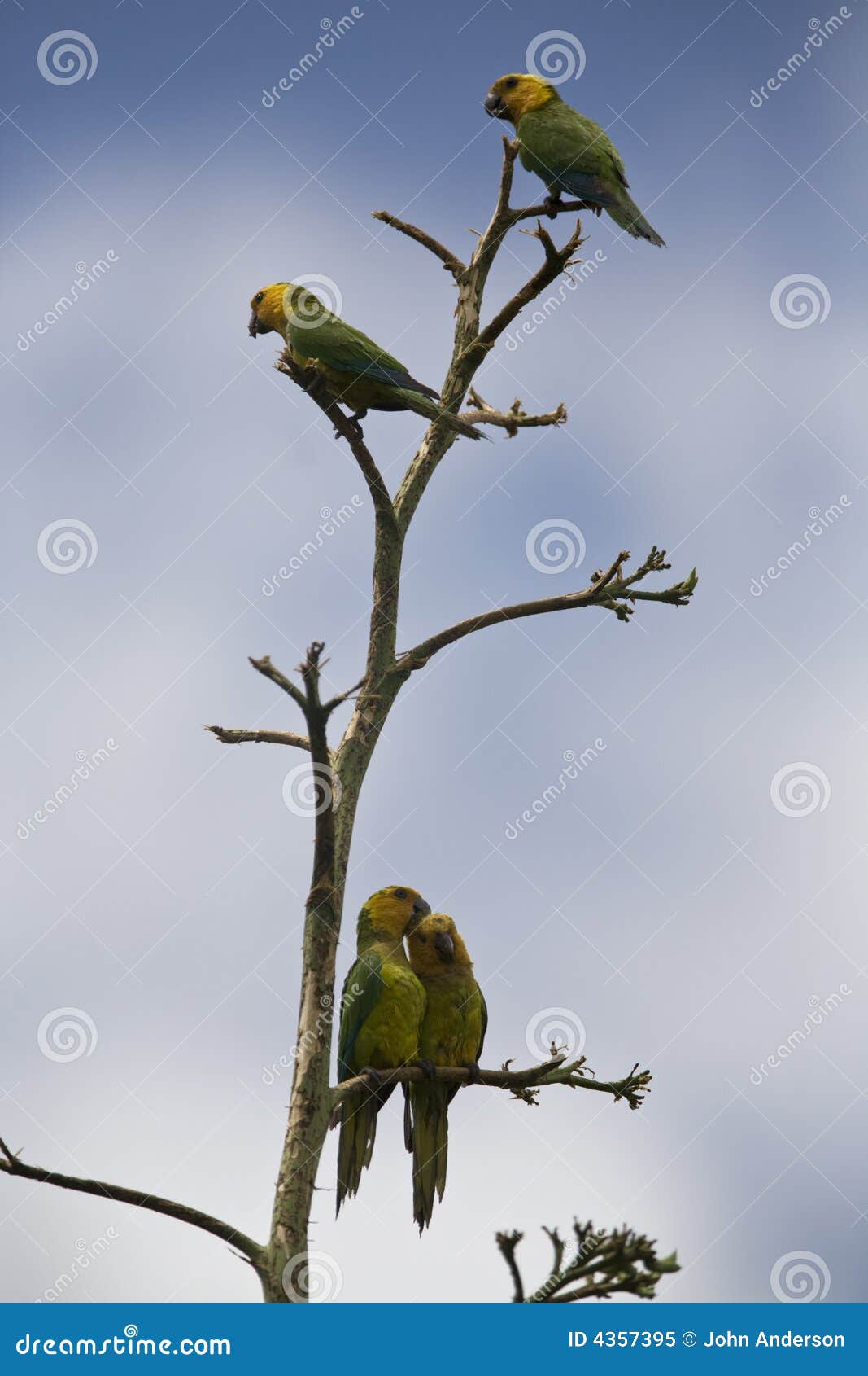 Brown Throated Conure in Tree Stock Image - Image of wings, green: 4357395