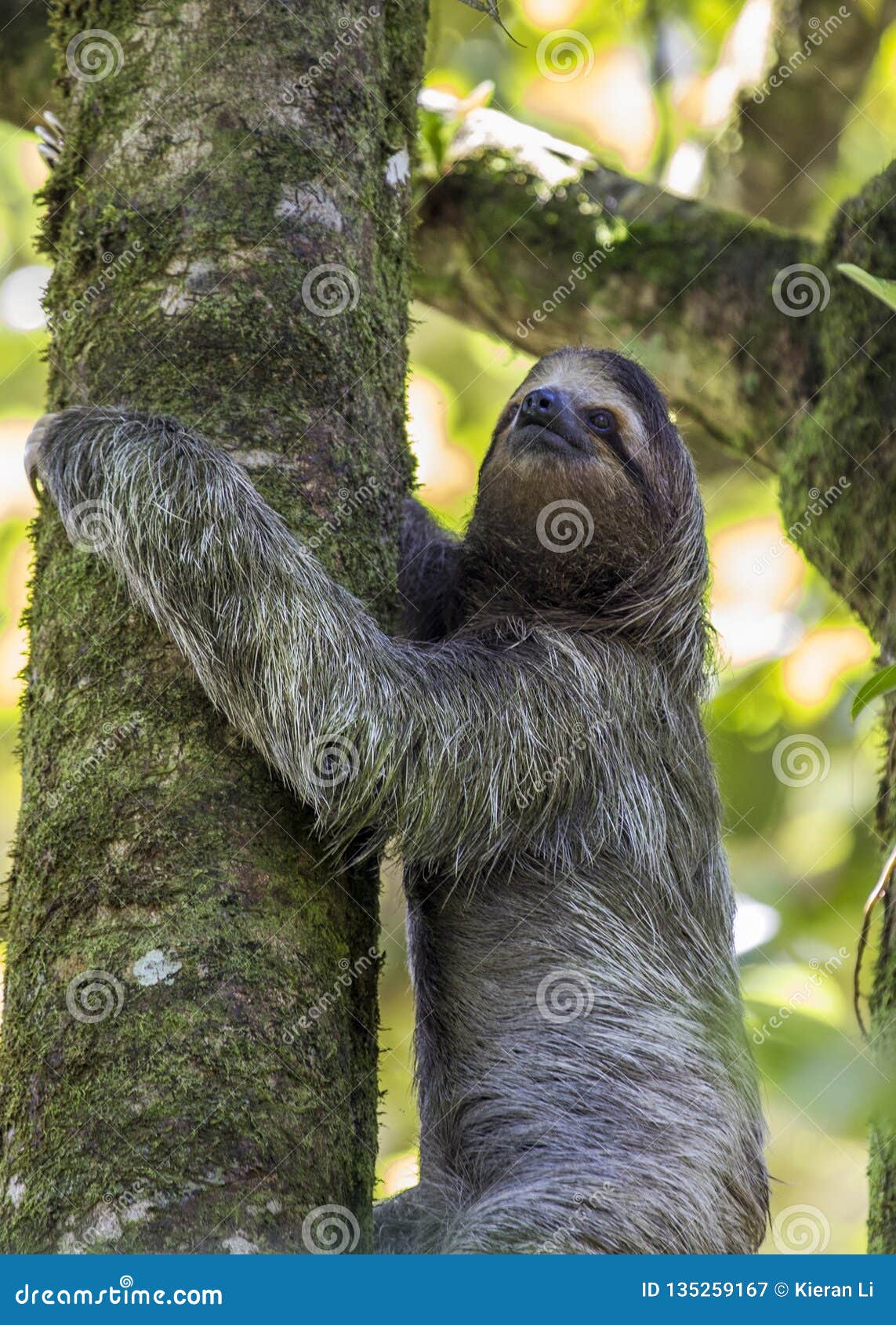 Brown-Throated Sloth Bradypus Variegatus Stock Image - Image of sloth ...