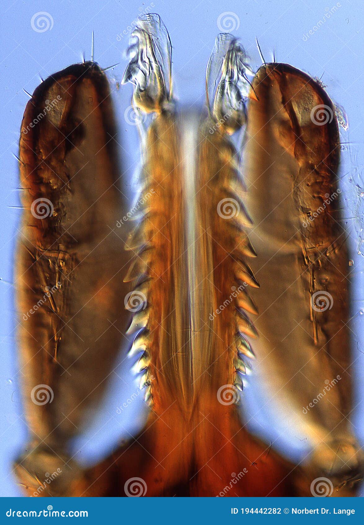 Ticks Under Microscope